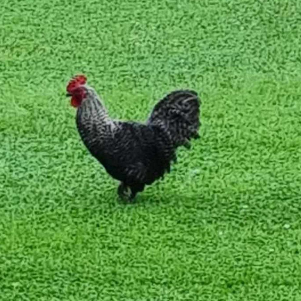 Lös tupp väcker helt kvarter i Luleå – nu kan fågeln avlivas | SVT Nyheter