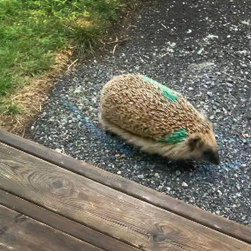 Igelkottar har målats med grön färg – se bilderna från Degerfors som ...