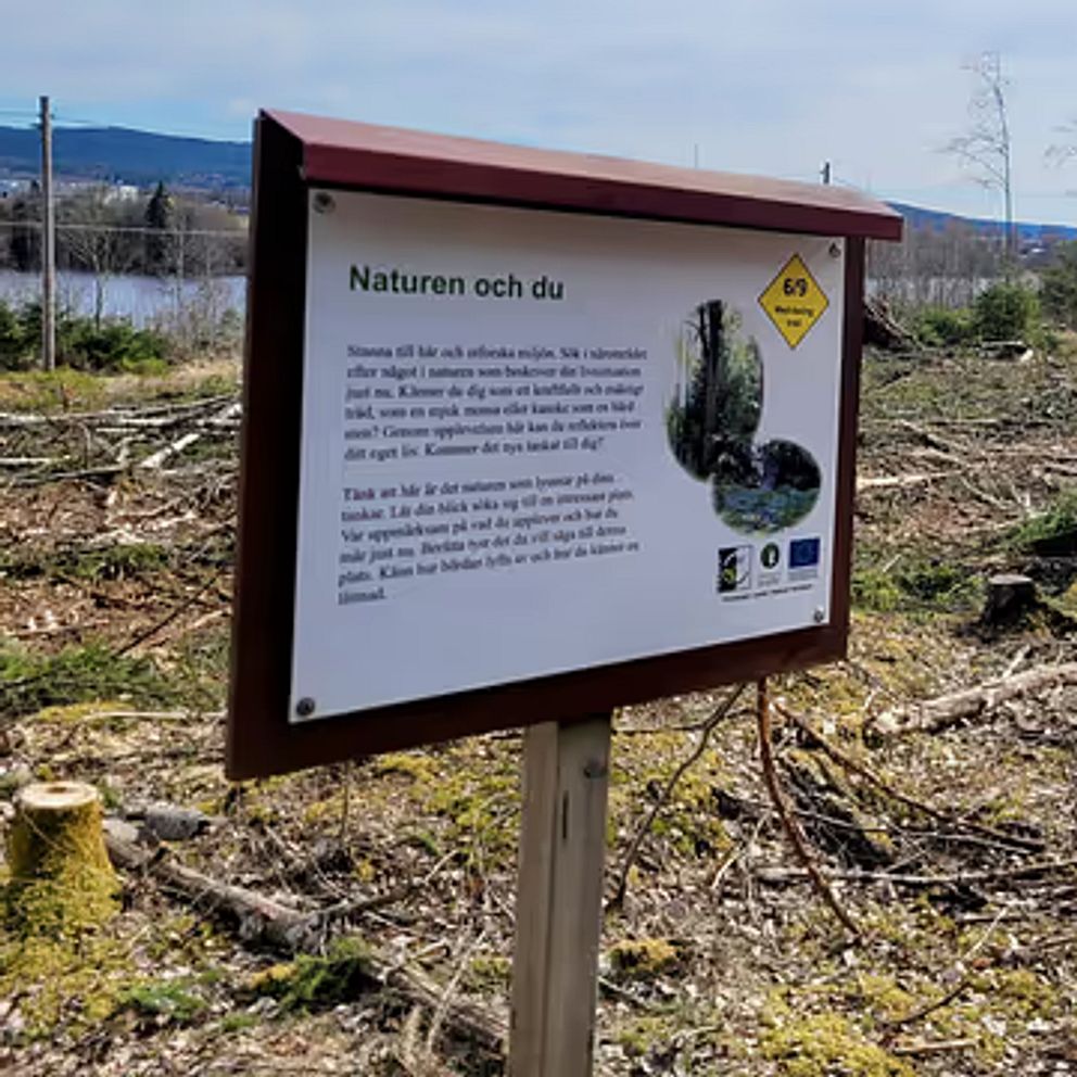 Här är Sveriges fulaste kalhygge – Sunne kommun: Ödets ironi att ...