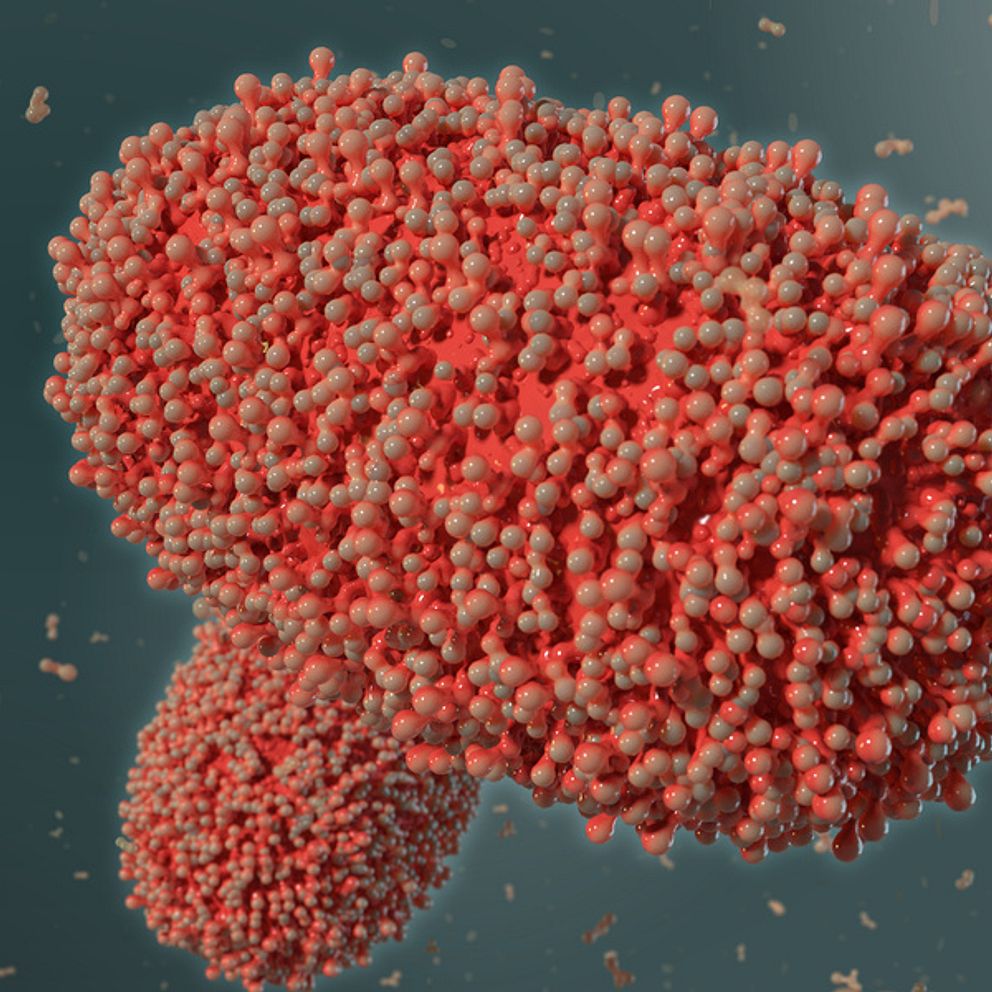 Utbrott av apkoppor i Stockholm utreds av Folkhälsomyndigheten | SVT ...