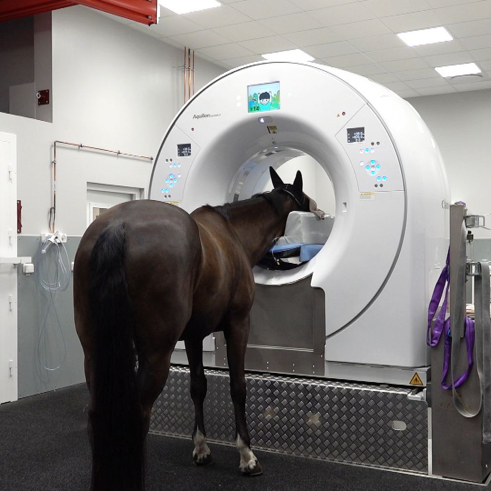 Nya superscannern i Helsingborg kan hjälpa dubbelt så många hästar ...