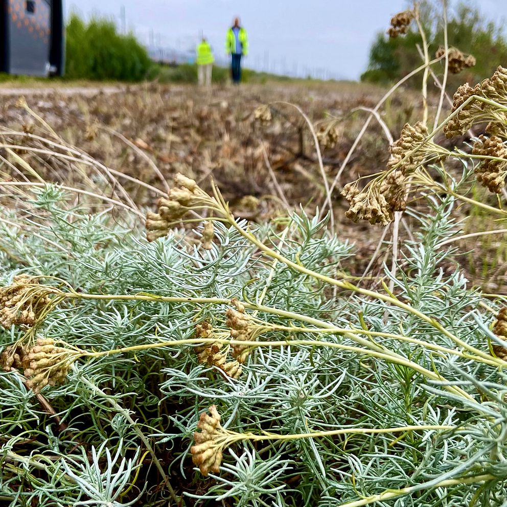 Sällsynta växter frodas på Pepparholm – dubbelt så många nya arter ...