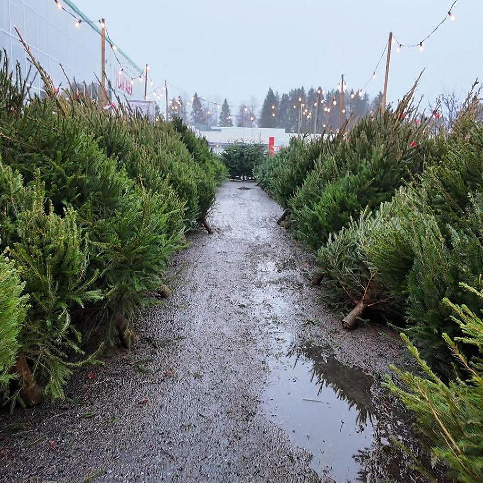 Svårt att köpa närodlad gran i Västerbotten | SVT Nyheter