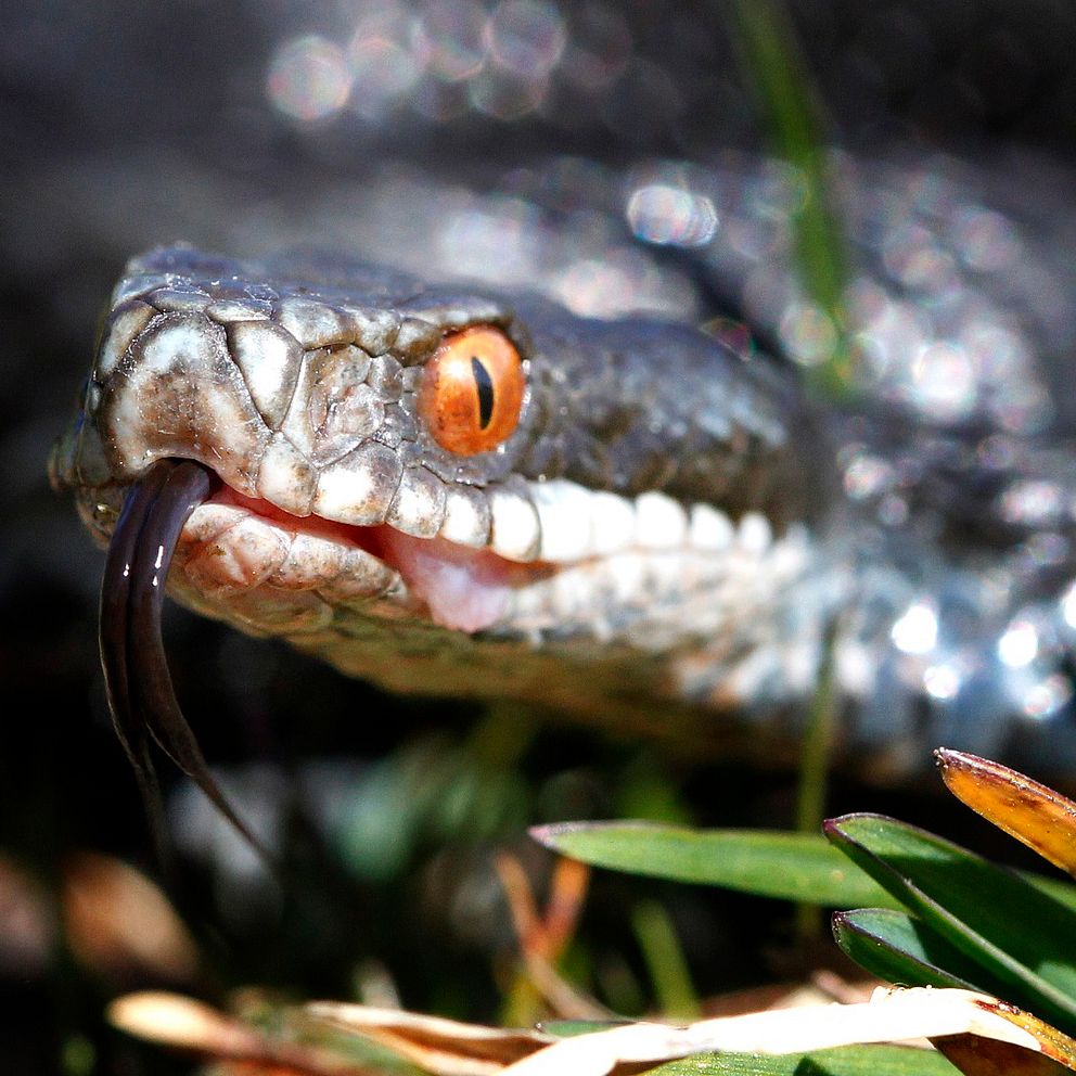 Detta behöver du veta om huggormen | SVT Nyheter