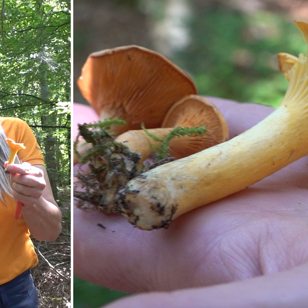Svampexperten: Så hittar du de rätta kantarellerna | SVT Nyheter