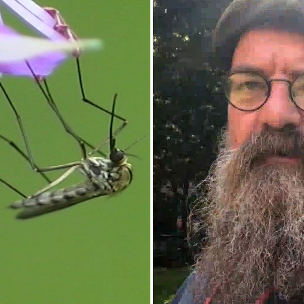 Invasion av aggressiva myggor – Forskaren: ”Biter direkt” | SVT Nyheter