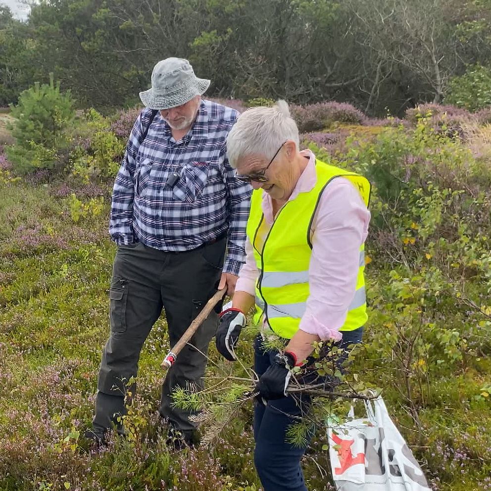 Här rekryteras nya bekämpare av invasiva arter: ”Finns många hot” | SVT ...