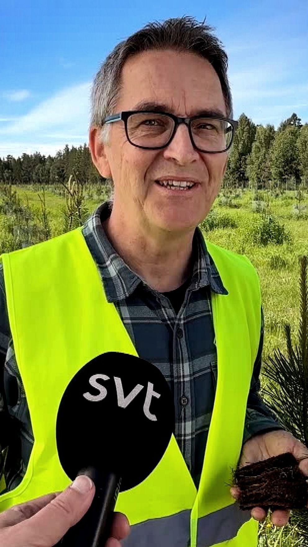 Framtidens snabbväxande tallar – ska stå pall för klimatförändringarna ...