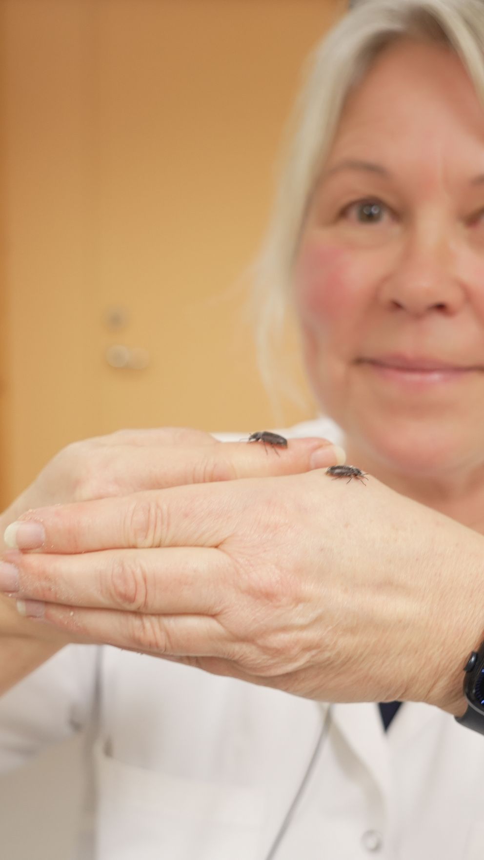 Insekter kan bli husdjur i rymden: ”Finns potential” | SVT Nyheter