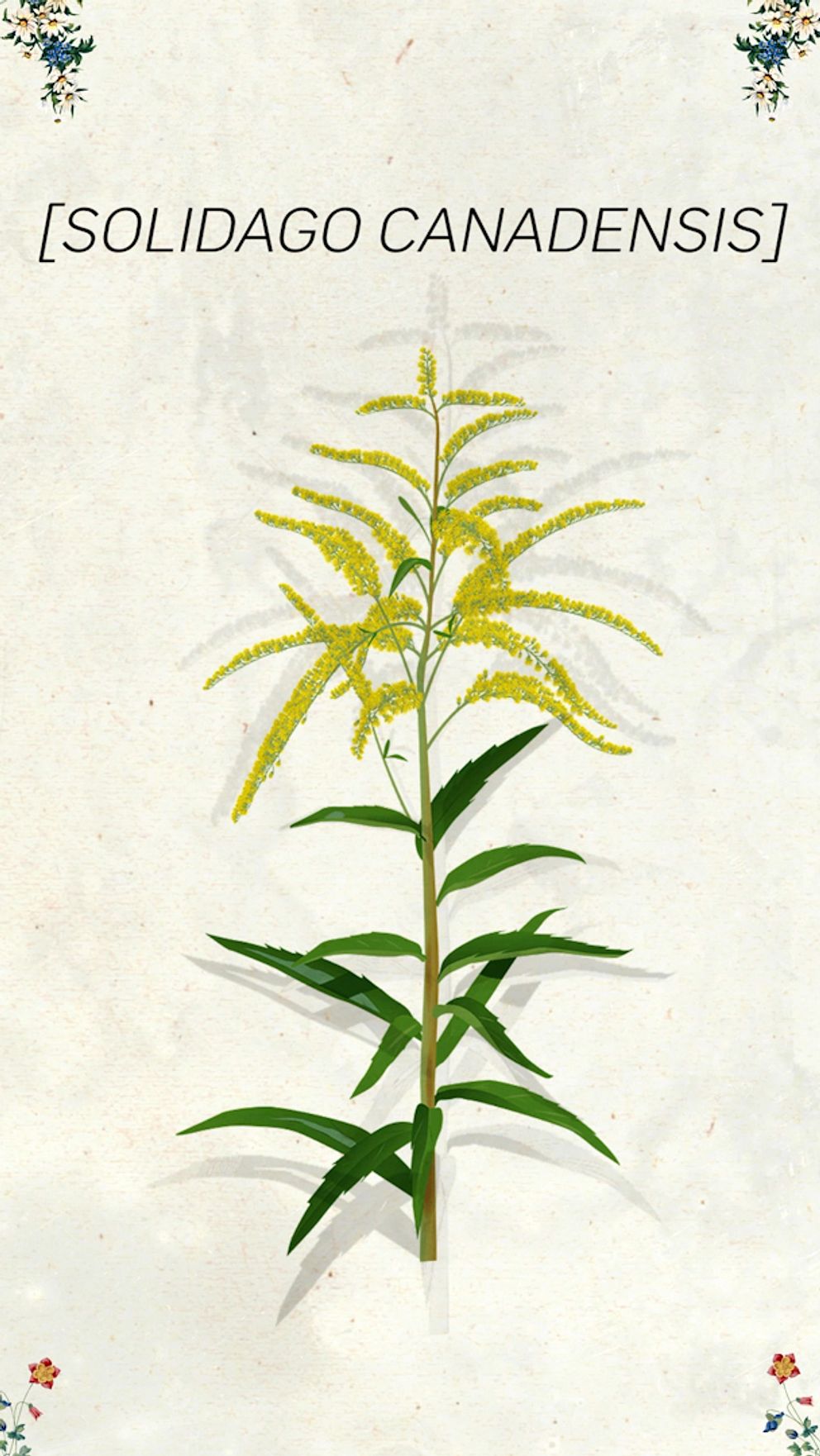 Kanadensiskt gullris – invasiv art | SVT Nyheter