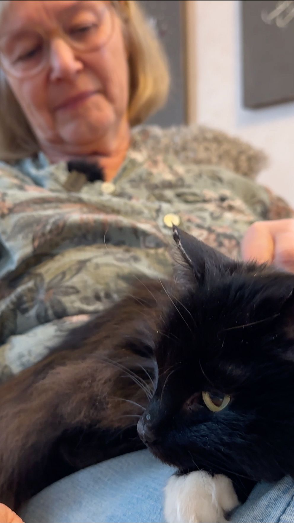 Katten Svea i Östra Deje hemma igen – efter åtta månader på rymmen ...