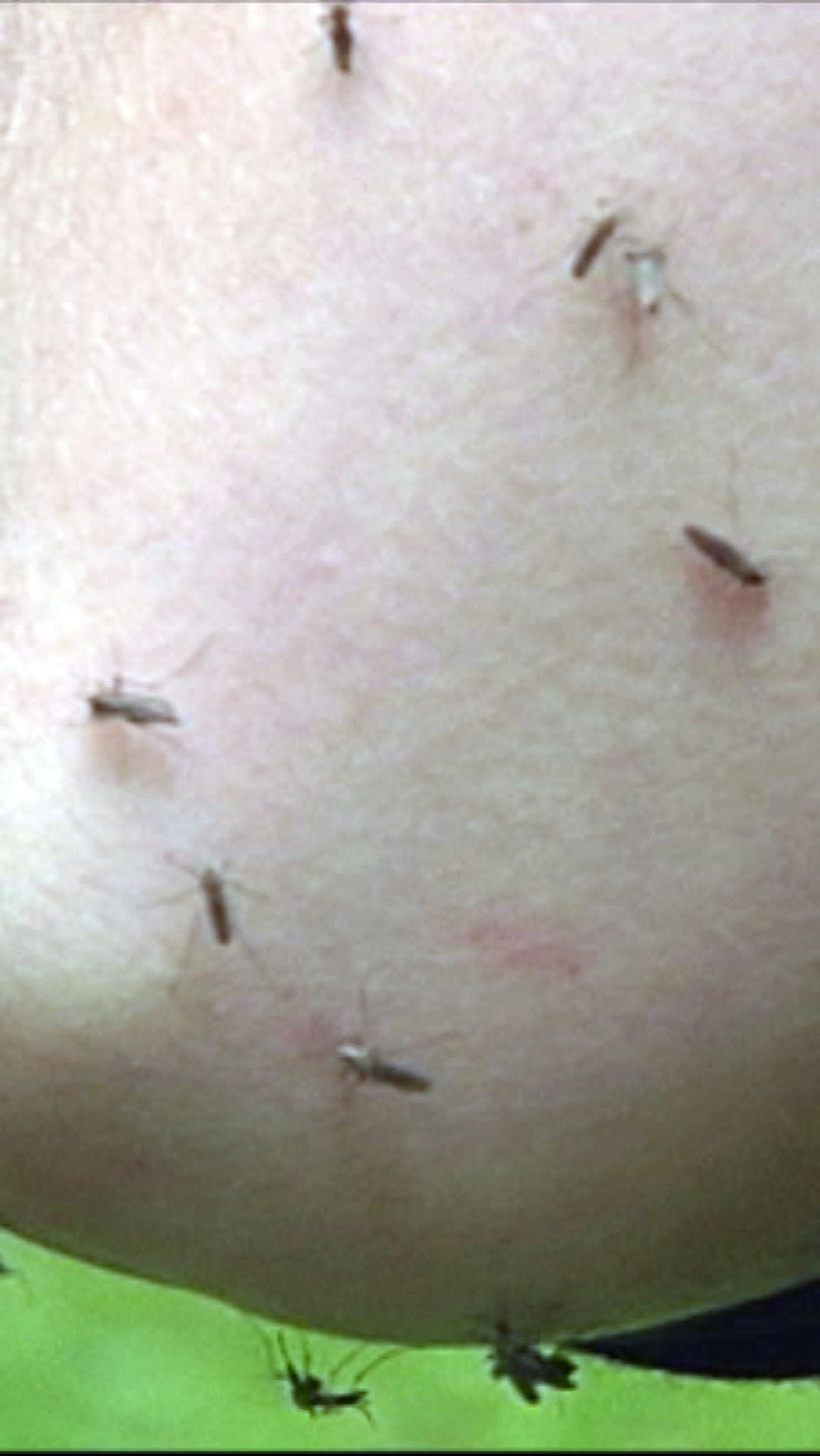 Myggbekämparna varnar för mygginvasion i höst: ”Kan bli ett helvete ...