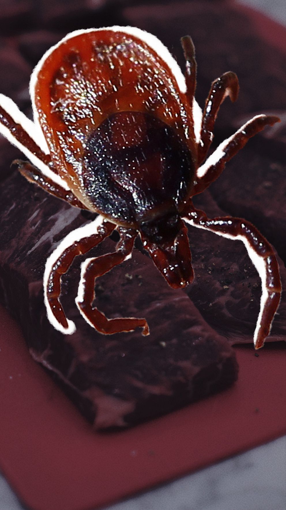 Nyhetskoll | SVT Nyheter