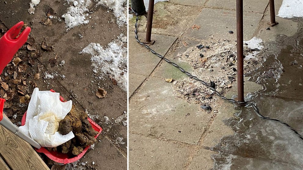 Hund i Laholm hölls isolerad i rum med bajs – omhändertogs | SVT Nyheter