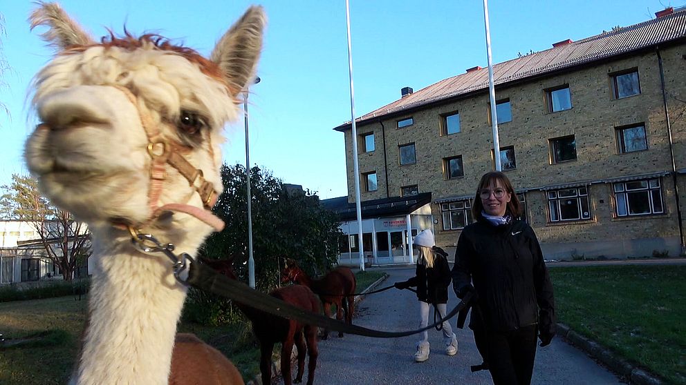 The dream came true - watch the 10-year-old ride alpacas through ...