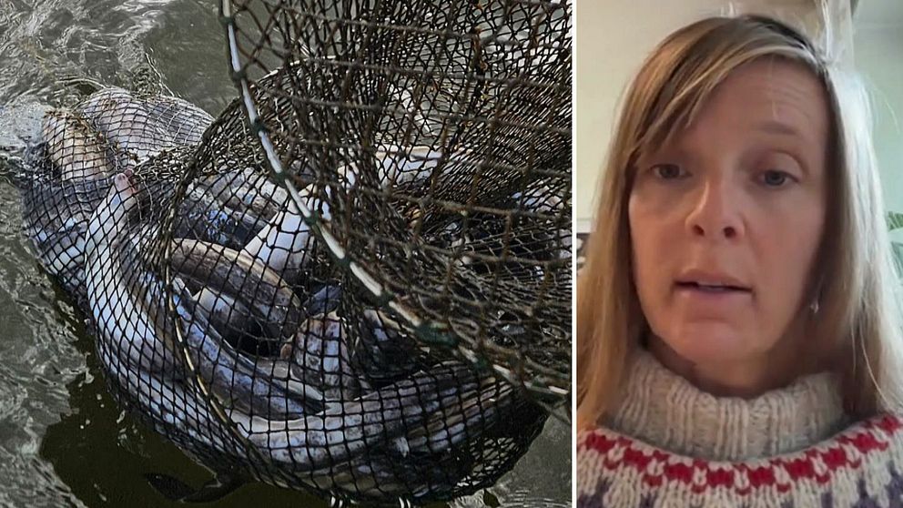 Kustbevakningen | SVT Nyheter