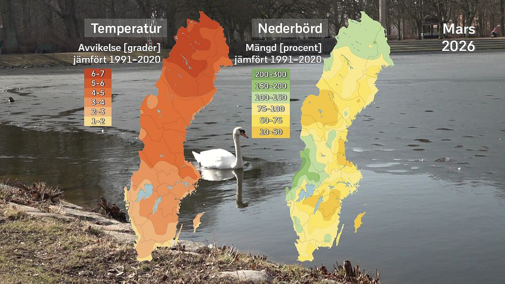 Analys: ”Februari 2026: Kallt och lugnt mest hela tiden” | SVT Nyheter