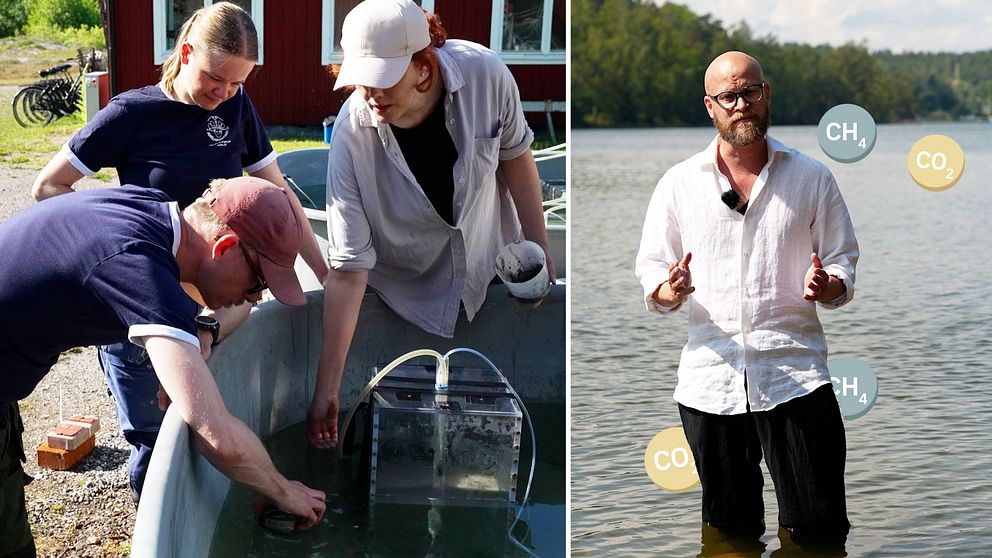 Livsviktig havsorganism hotad av global uppvärmning | SVT Nyheter