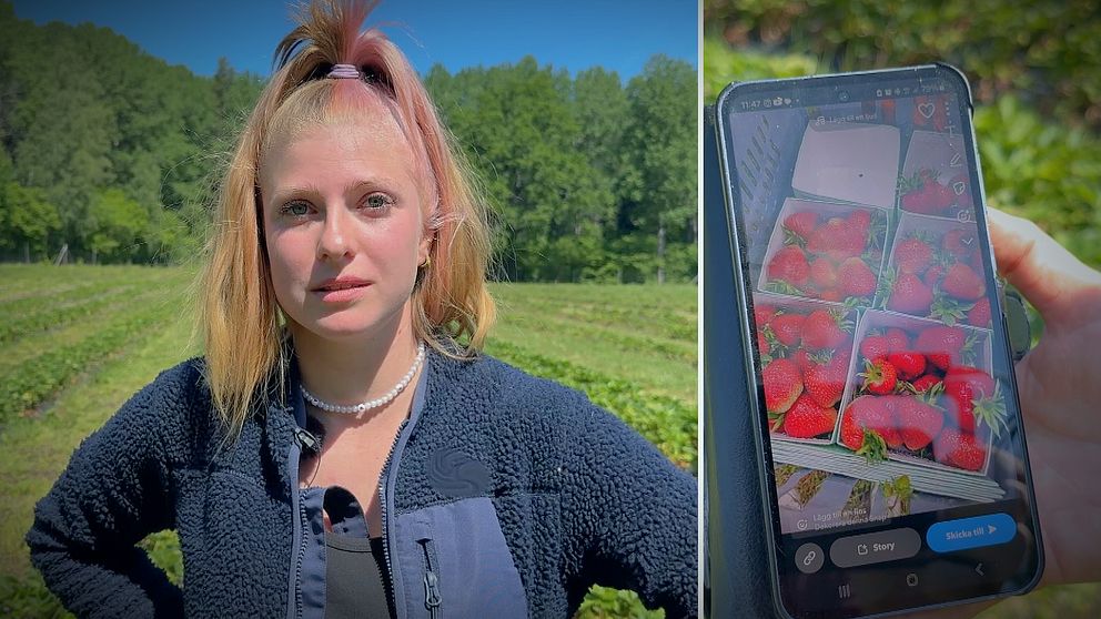 Uppsalaföretagets drag mot jordgubbstjuvarna: Extrautrustad vaktbil ...