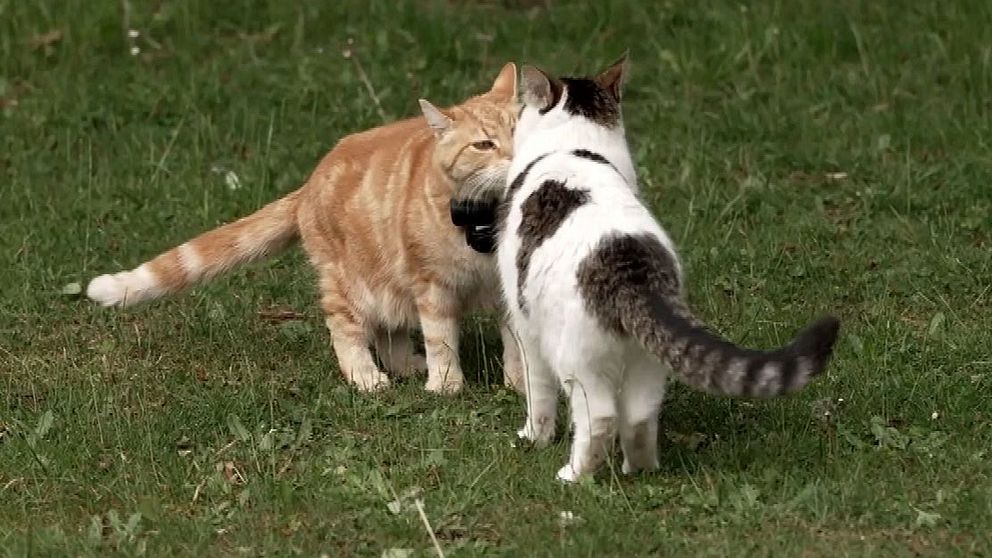 Stort intresse för slow-tv-satsningen om Luffar-Lasse: 14 timmar katt ...