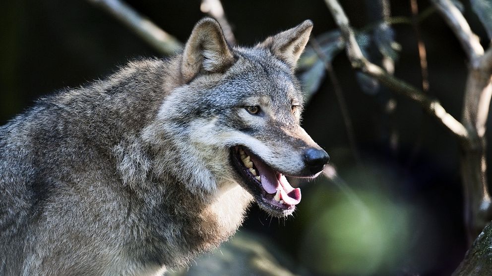 Varg dödade nötkalv utanför Orrefors | SVT Nyheter
