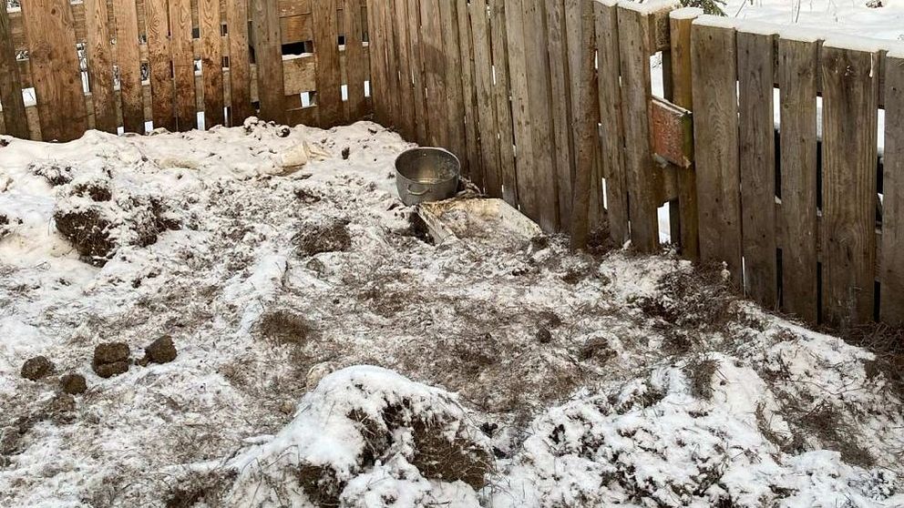 Man i Jämtland åtalas för grovt djurplågeri | SVT Nyheter