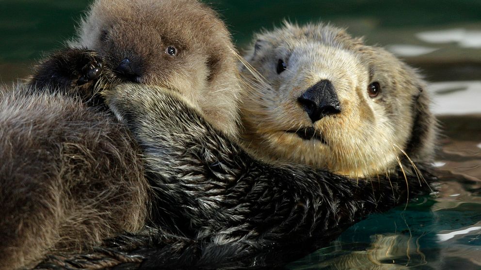 Livskraftig utter lämnar rödlista | SVT Nyheter