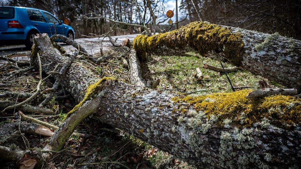 Över 13 000 hushåll var utan ström i Småland under stormen Dave | SVT ...
