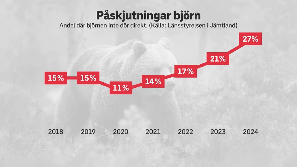 Ökande trend för påskjutningar på björn i Jämtlands län | SVT Nyheter
