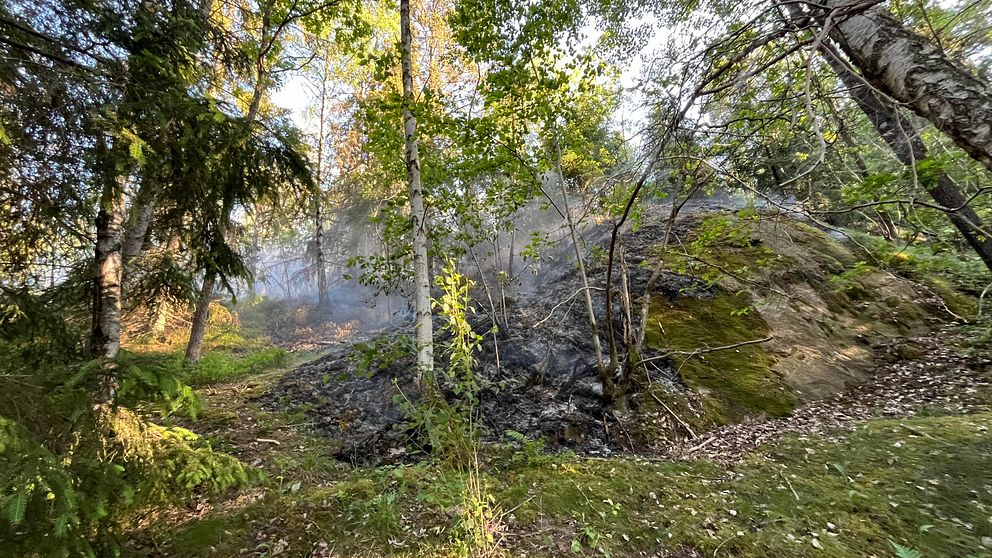 SMHI varnar för skogsbränder – räddningstjänsten avråder från eldning ...