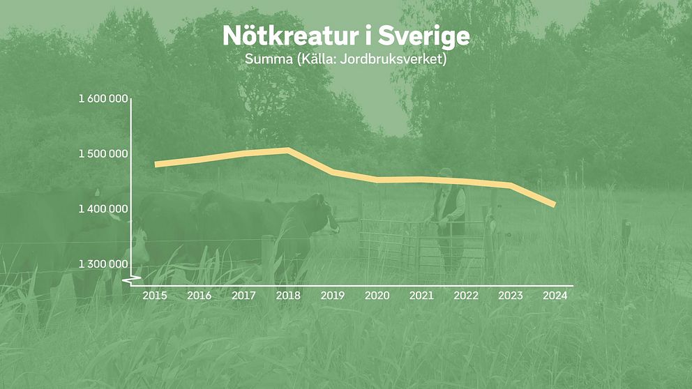 Svenskt nötkött saknas på hyllorna – Tomas i Kungsör satsar trots tuffa ...