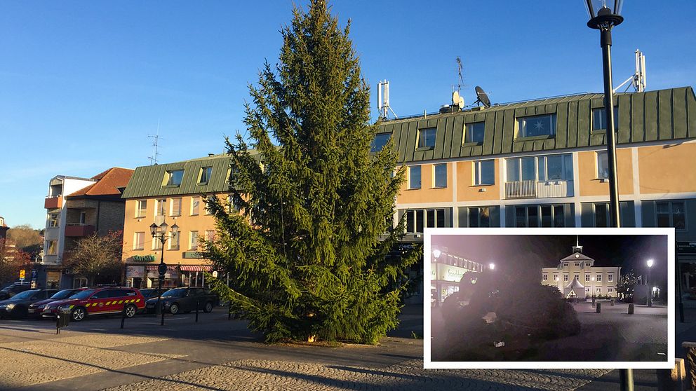 Julgran i blåsväder | SVT Nyheter