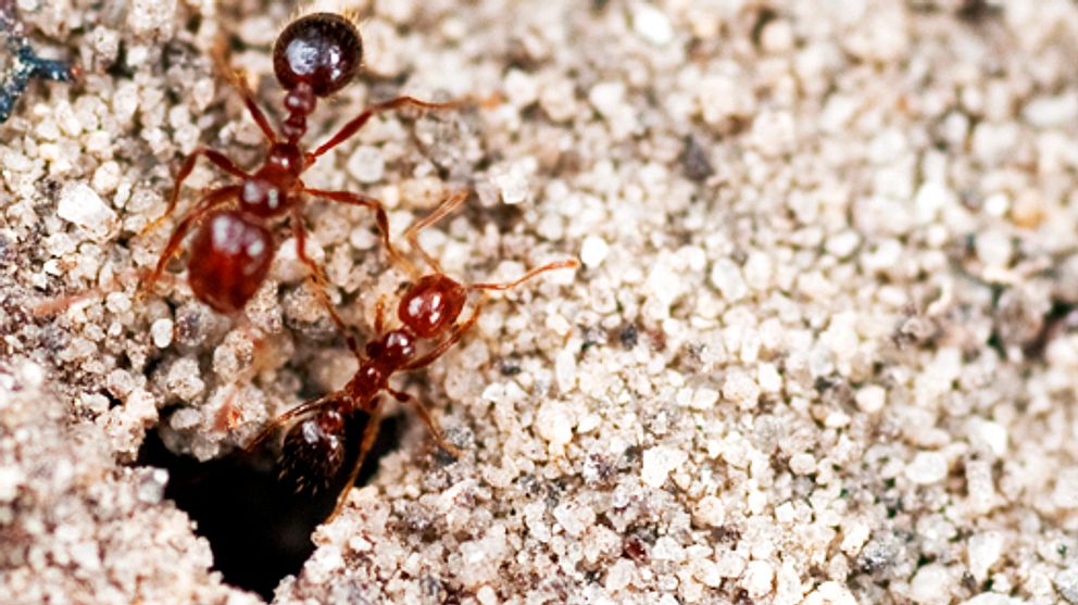Så rör sig myror under marken | SVT Nyheter