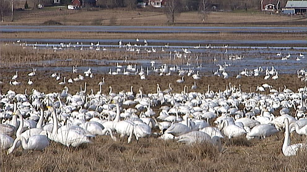 Fåglar orsakar stora skador | SVT Nyheter