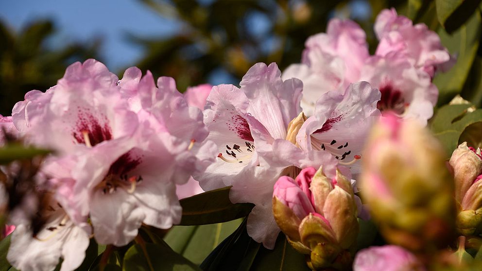 Här står rododendron i full blom | SVT Nyheter
