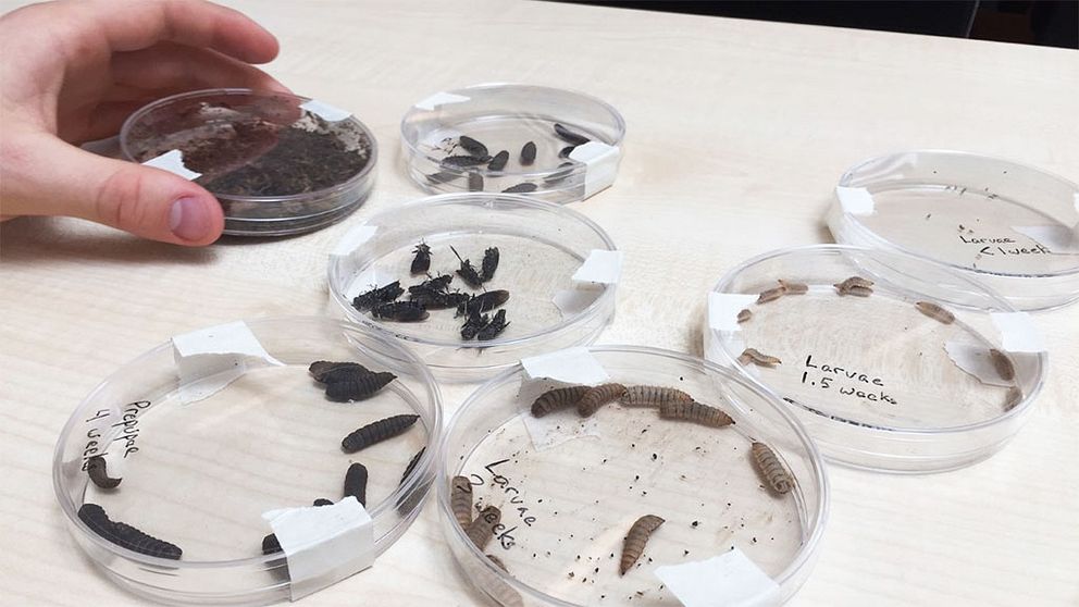 Är insekter framtidens mat? | SVT Nyheter