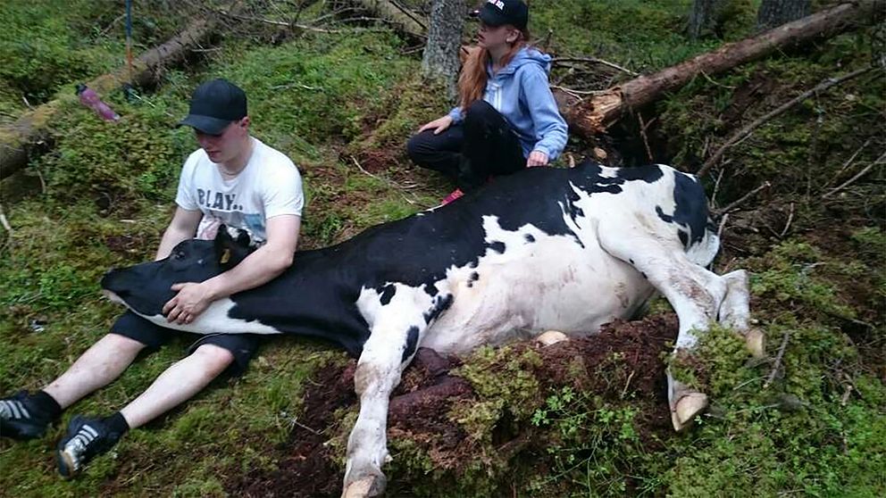 Kossor på rymmen – ägarna letar för fullt | SVT Nyheter