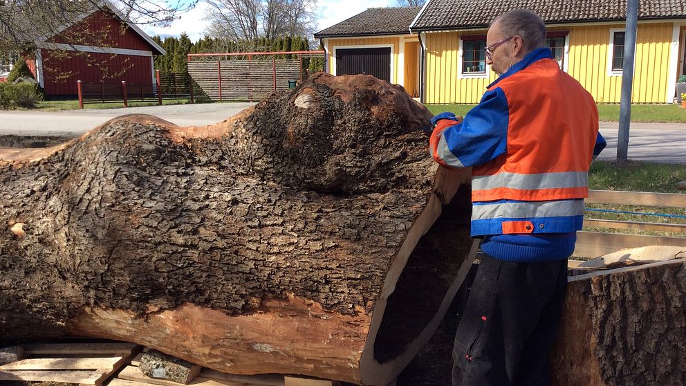 Unik 500 år gammal ek hittades på tippen | SVT Nyheter