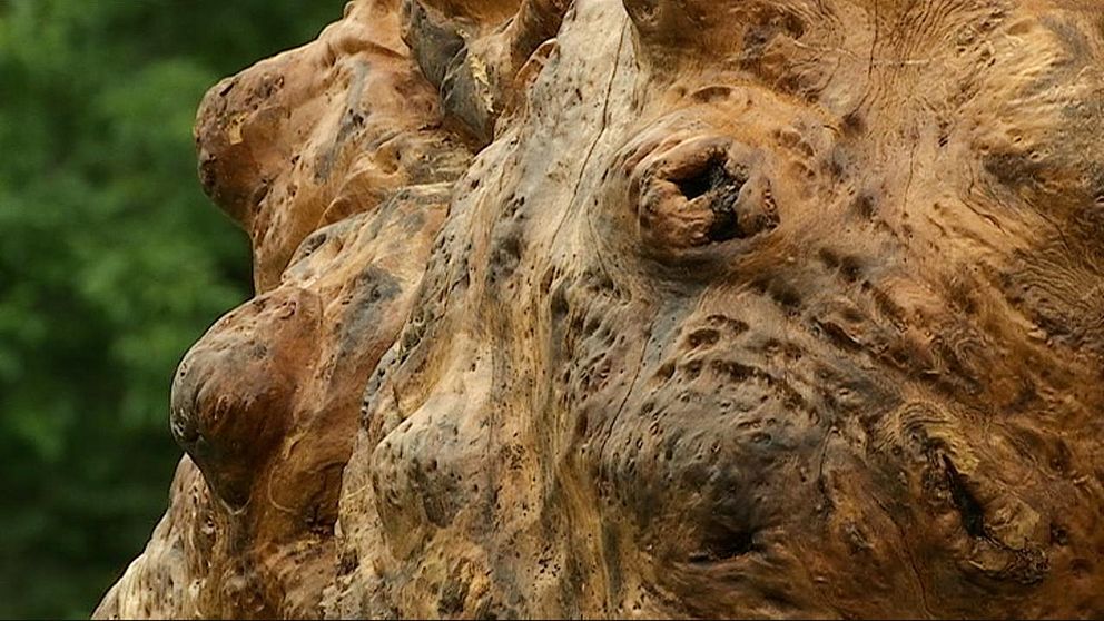 Unik 500 år gammal ek hittades på tippen | SVT Nyheter