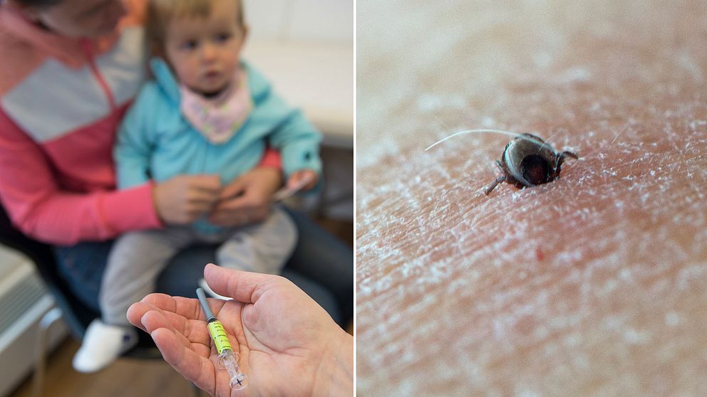 Antalet TBE-fall ökar i Sverige – trots ökad vaccinering | SVT Nyheter Antalet TBE-fall ökar i Sverige – trots ökad vaccinering | SVT Nyheter
