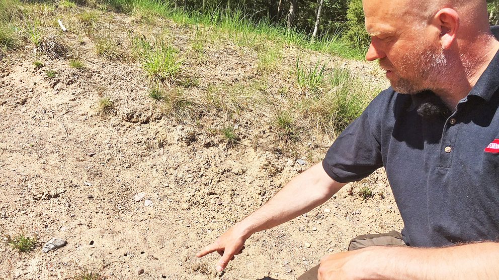 Golfbanan – rena paradiset för vildbin | SVT Nyheter