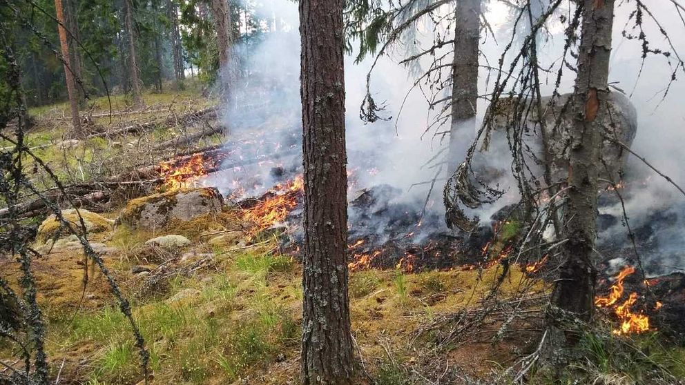 Flera pågående skogsbränder i länet | SVT Nyheter