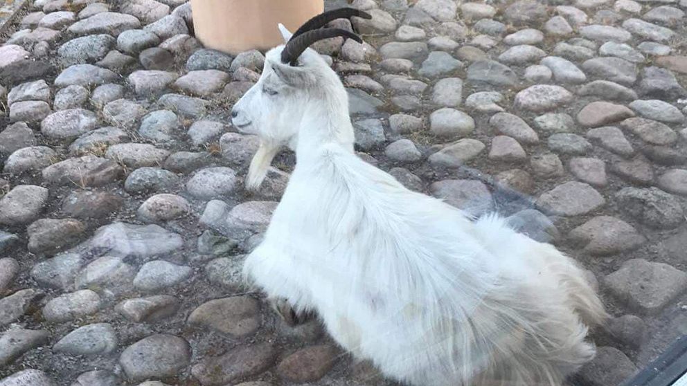 Mystiska geten infångad | SVT Nyheter