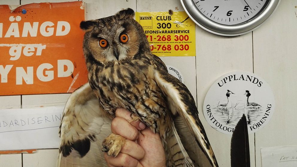 Skam den som ger sig – uggla fångad efter 34 års väntan | SVT Nyheter