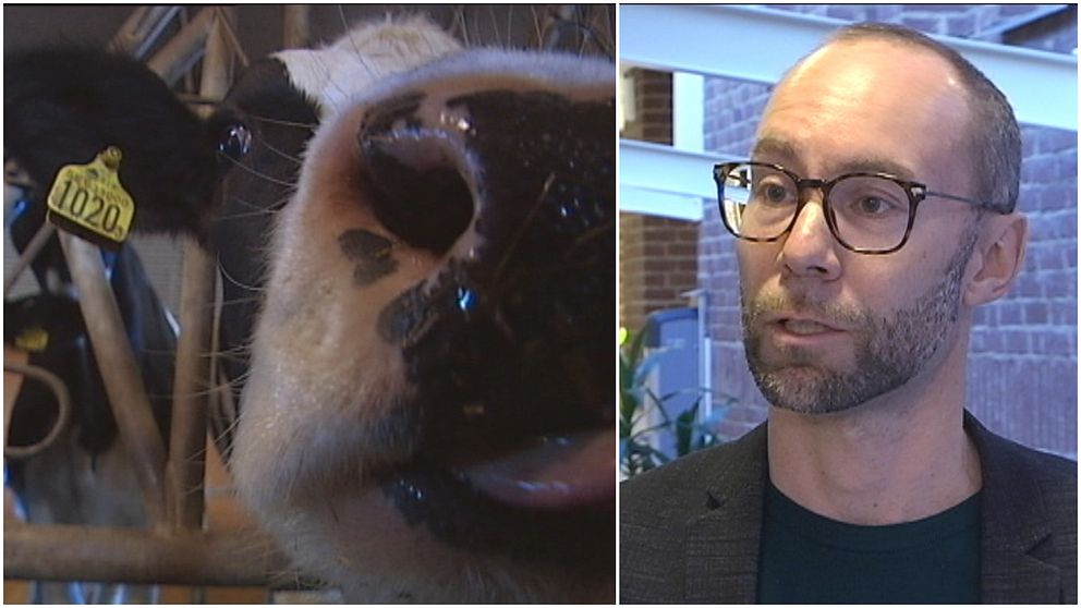 Ytterligare 760 Miljoner Ska Delas Ut I Krisstöd Till Bönderna 2019