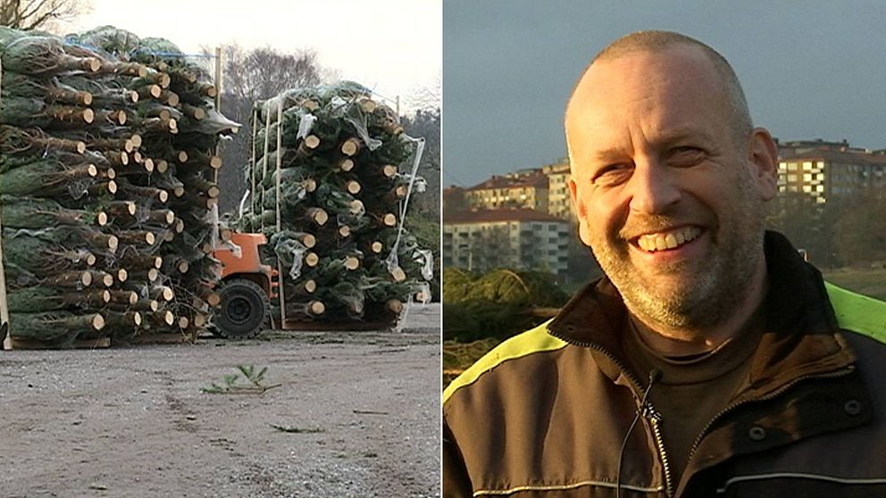 Grantrenden: det ska vara guld i år | SVT Nyheter