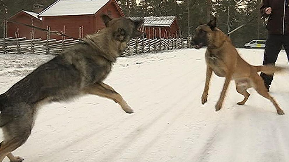 Så ska du agera om du själv blir attackerad | SVT Nyheter