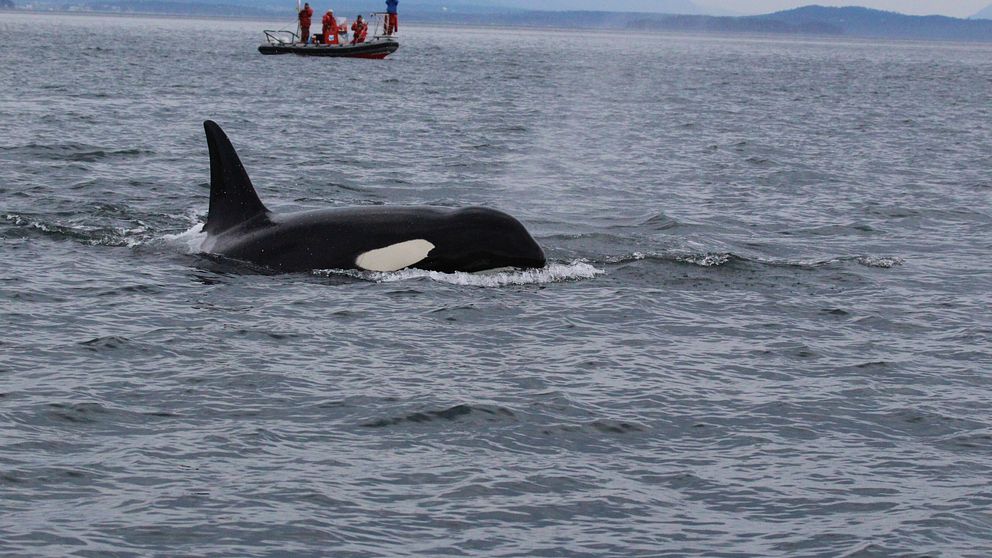 Nytt projekt ska kartlägga späckhuggare i Sverige | SVT Nyheter