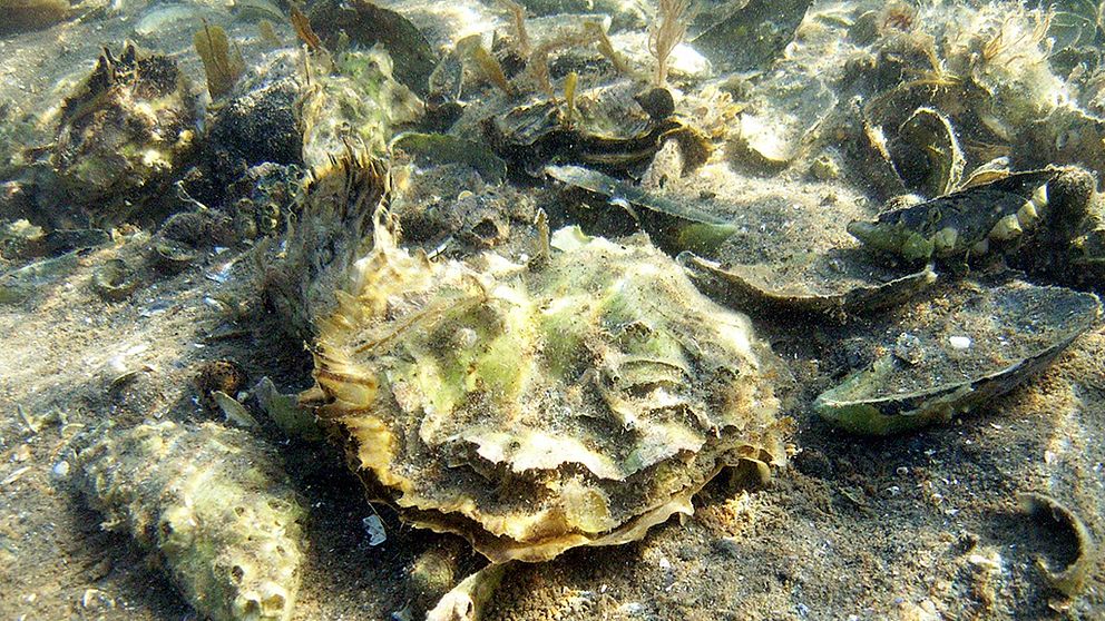 Stor utbredning av japanska jätteostron | SVT Nyheter