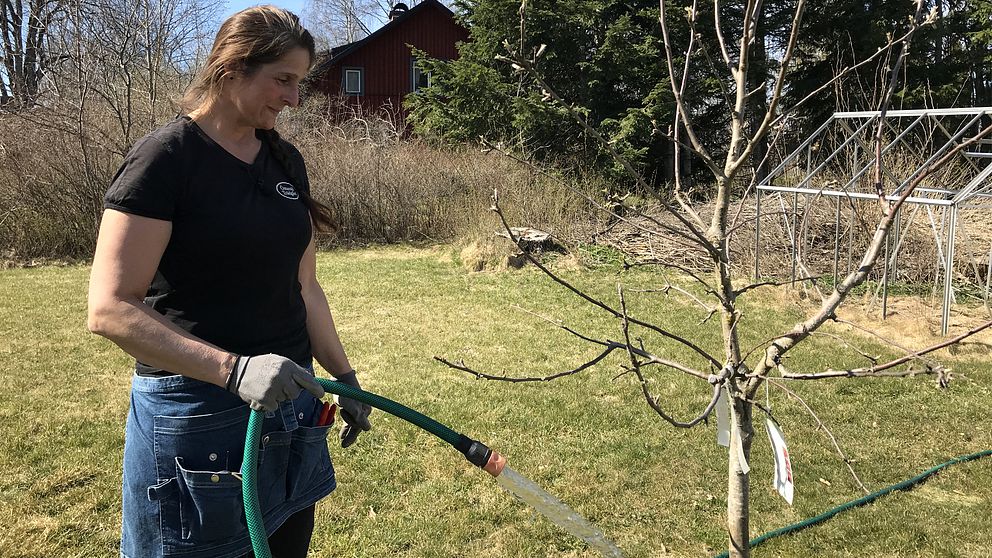 Dags att plantera fruktträd i trädgården – så lyckas du | SVT Nyheter